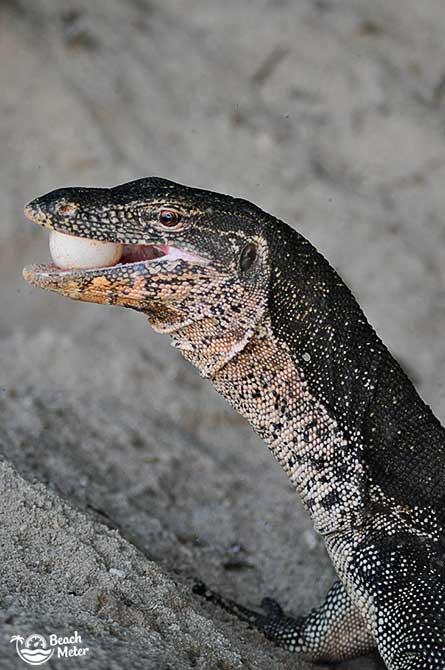 Selingan Turtle Island - The Complete Experience Guide | Beachmeter